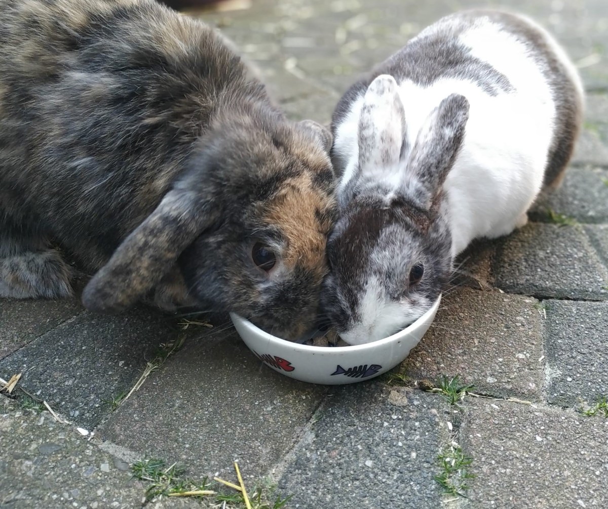Tips voor konijnen en ratjes – Dierenkliniek De Singels
